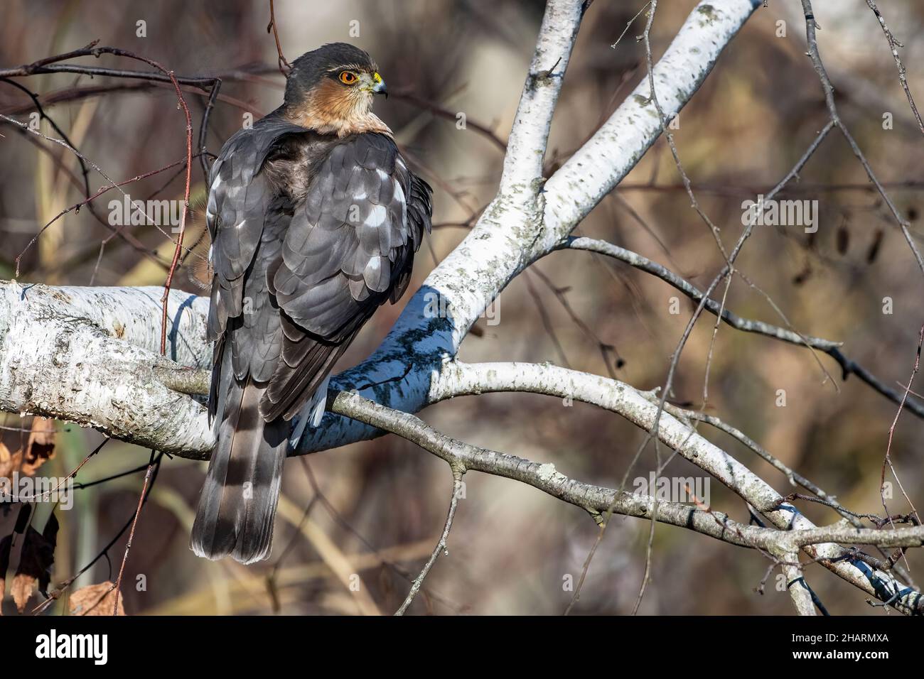 Adult sharp-shinned hawk in birch woods Stock Photo - Alamy
