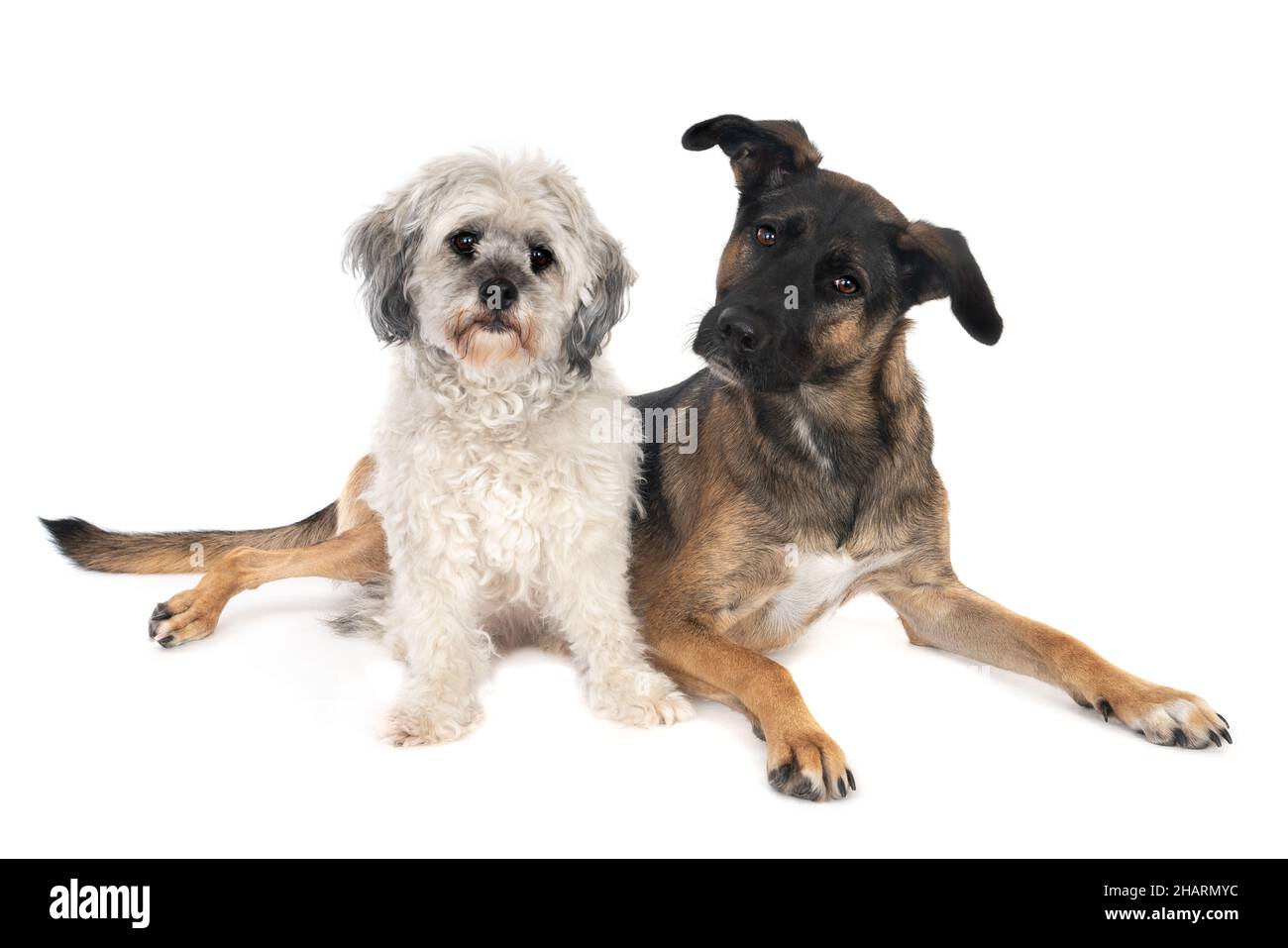 Two looking crossbreed dogs together isolated on a white background ...