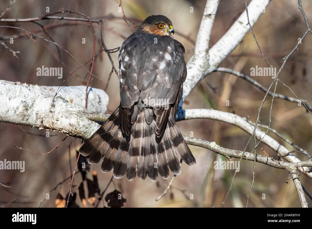 Adult sharp-shinned hawk in birch woods Stock Photo - Alamy