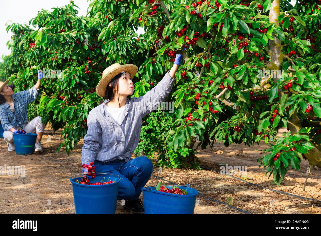 Berry picking buckets hi-res stock photography and images - Alamy