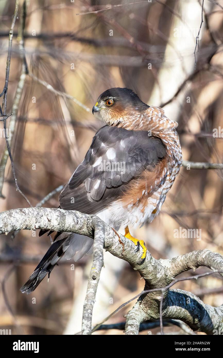Adult sharp-shinned hawk in birch woods Stock Photo - Alamy