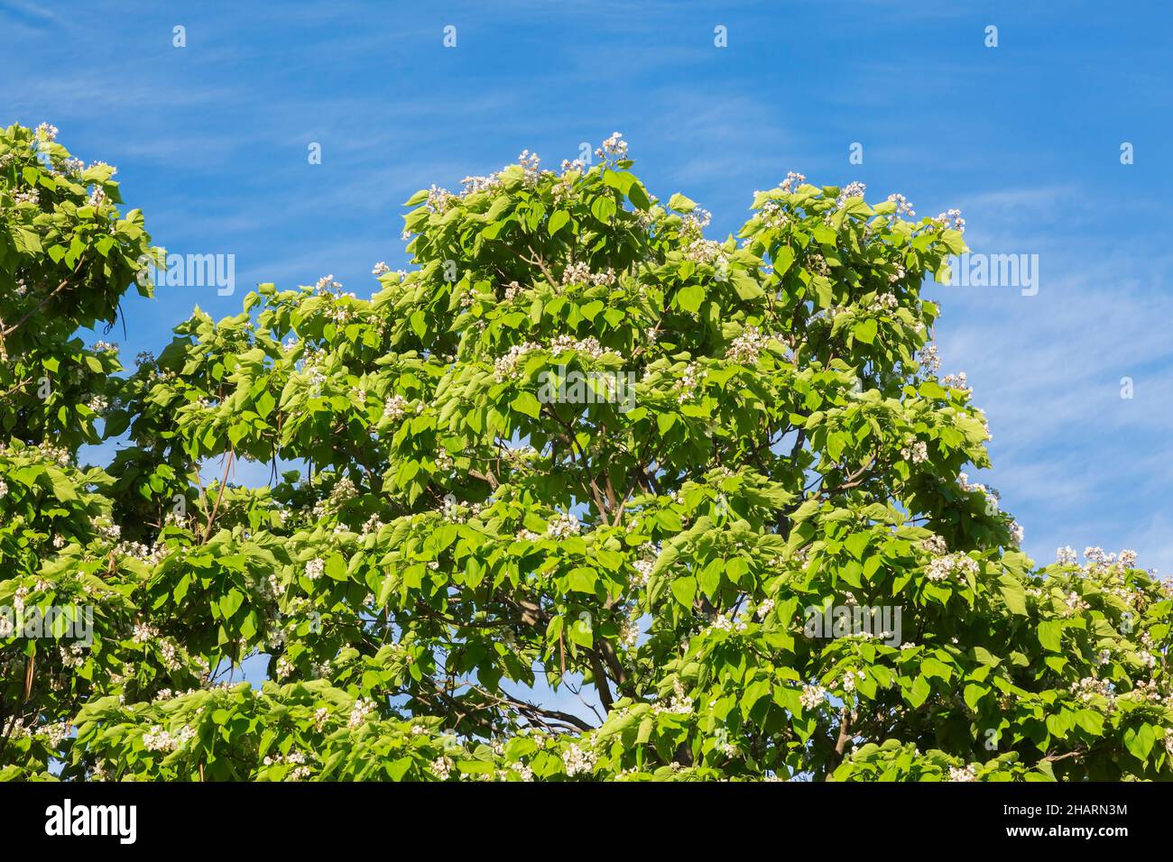 Catalpa speciosa - Northern Catalpa trees with white blossoms and seed ...