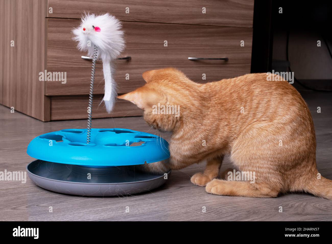 Little ginger cat playing ball hi-res stock photography and images - Alamy