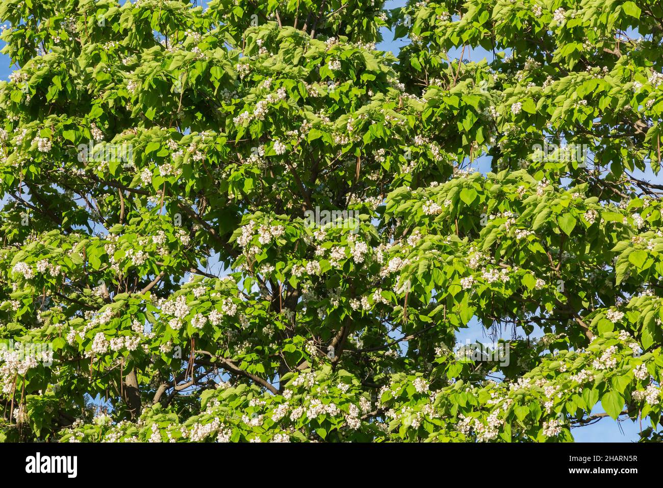 Catalpa speciosa - Northern Catalpa tree with white blossoms and seed ...
