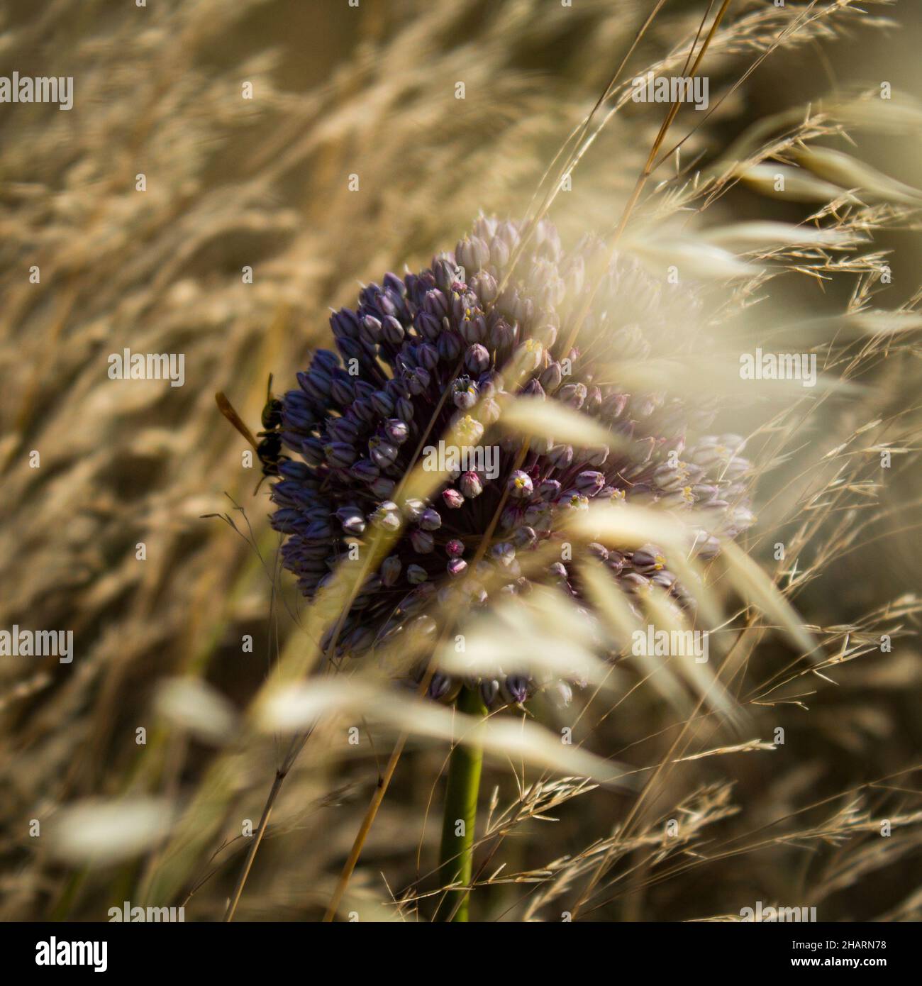 Shallow focus of an Allium Summer Drummer Stock Photo - Alamy