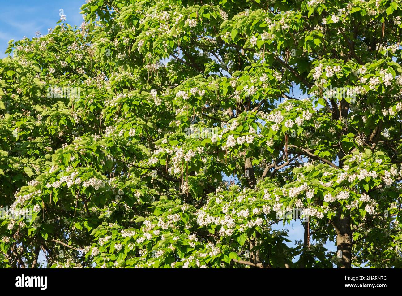 Catalpa speciosa - Northern Catalpa trees with white blossoms and seed ...
