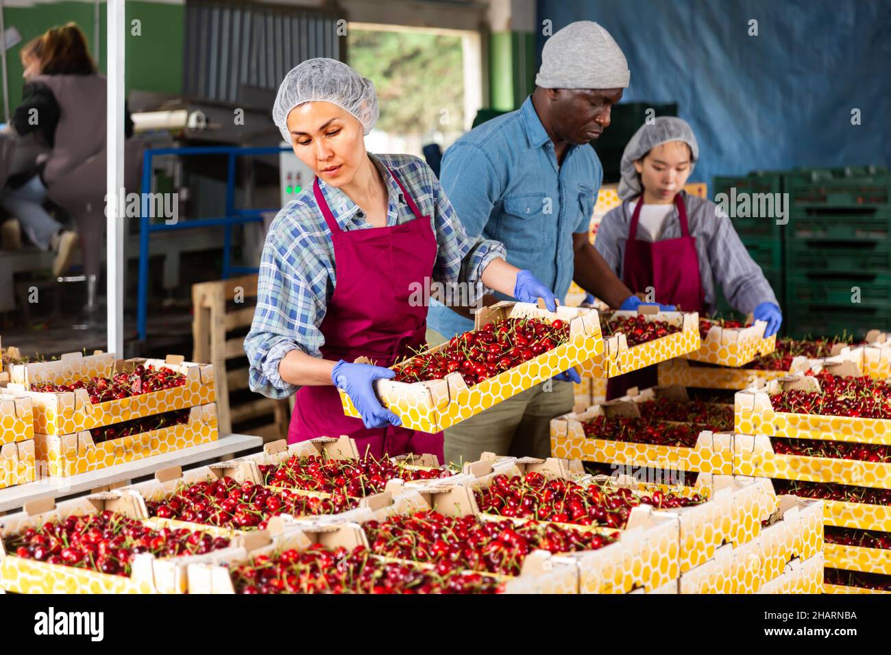 People with crates in cherry warehouse Stock Photo - Alamy