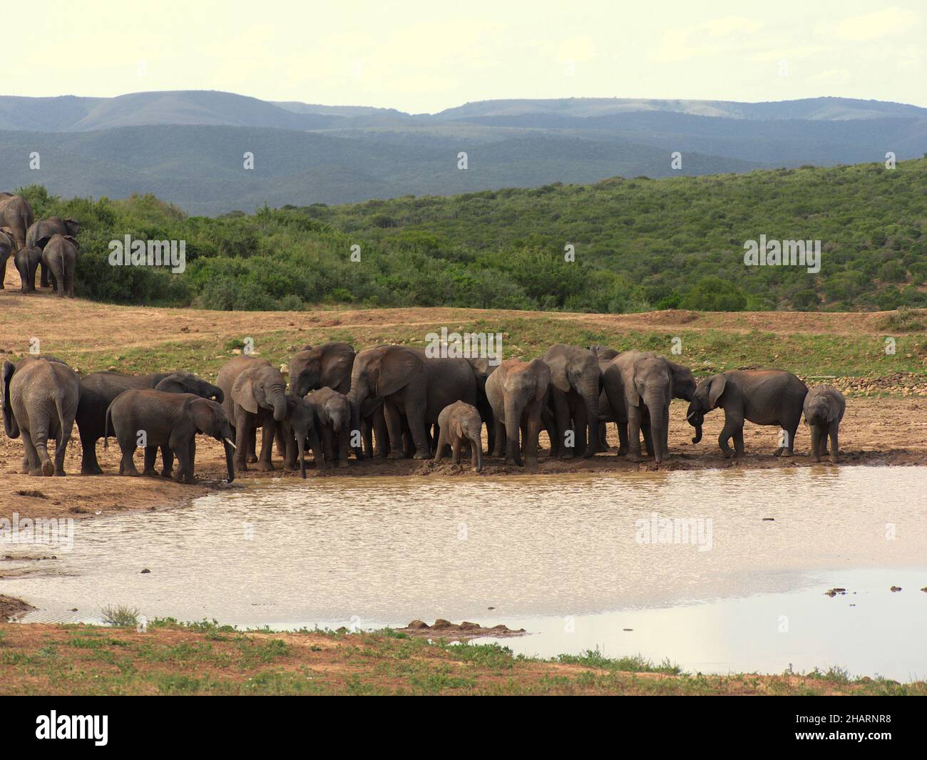 Large group of Elephants drinking water from the lake Stock Photo - Alamy