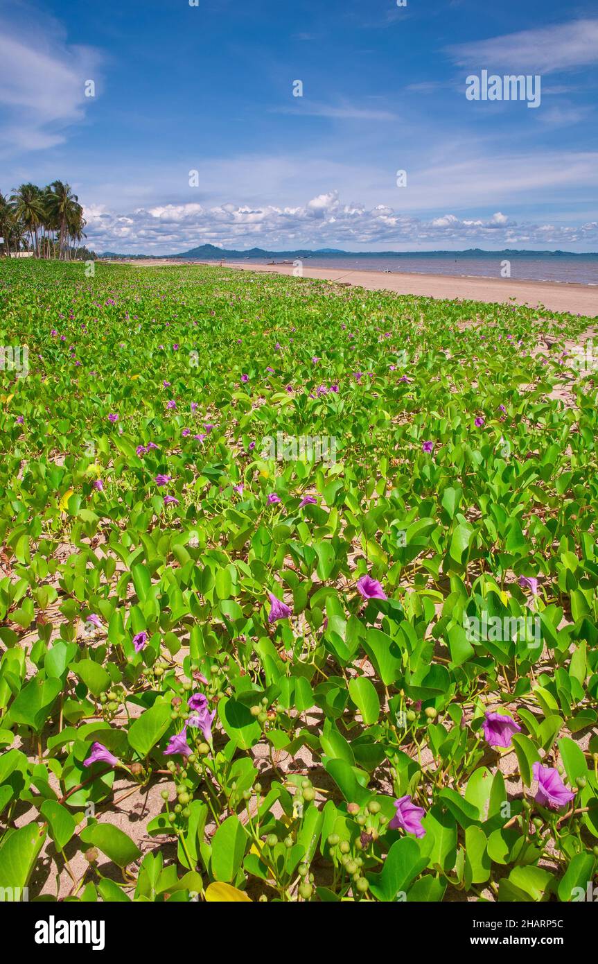 Batakan Beach, with an expanse of Flowering Water Hyacinth Plants Stock ...