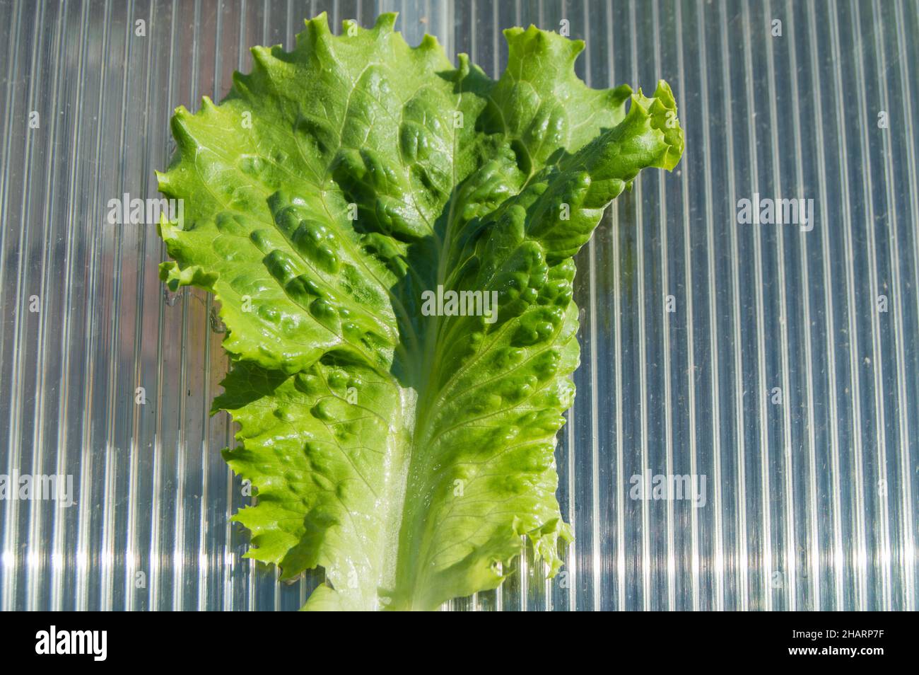Background Green Leaf Lettuce