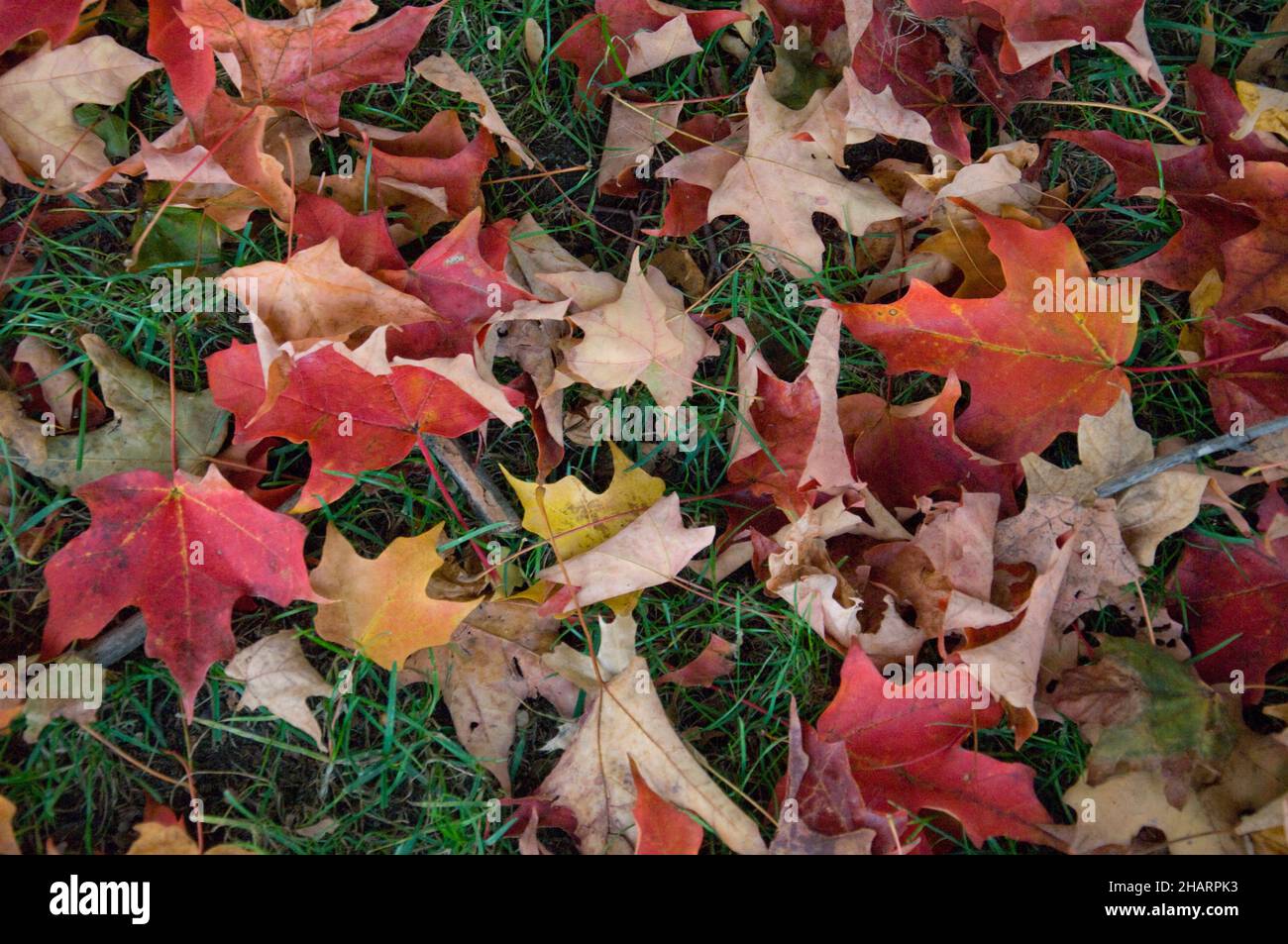 Fall foliage on the ground in Quincy Massachusetts USA Stock Photo - Alamy