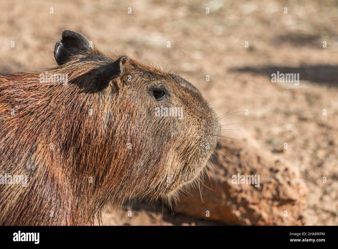 Capybara (hydrochoerus hydrochaeris) standing on the ground Stock Photo ...