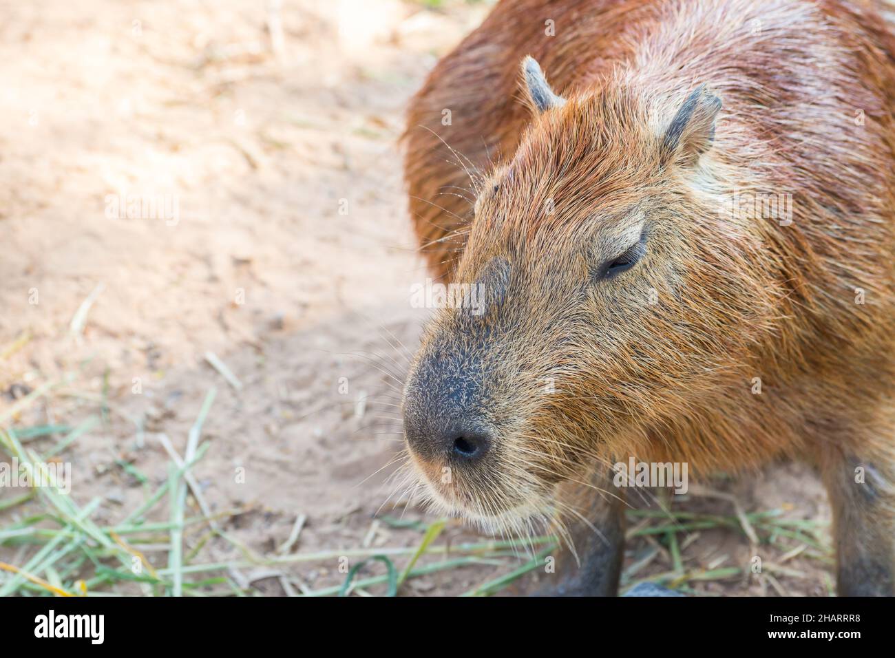 Capybara (hydrochoerus hydrochaeris) standing on the ground Stock Photo ...