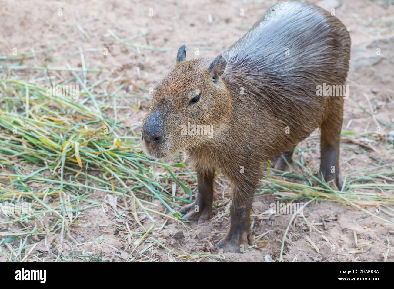 Capybara (hydrochoerus hydrochaeris) standing on the ground Stock Photo ...