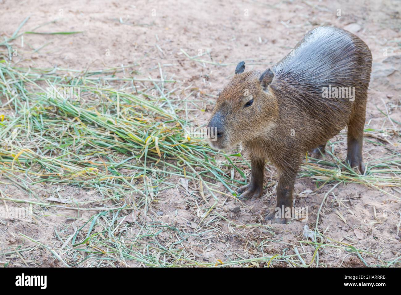Capybara (hydrochoerus hydrochaeris) standing on the ground Stock Photo ...