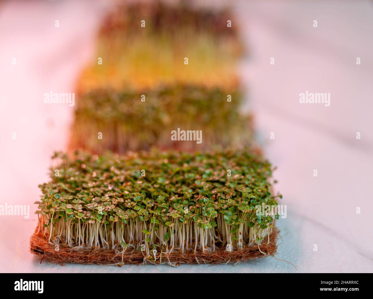 Close-up of micro greens of mustard, arugula and other plants at home ...