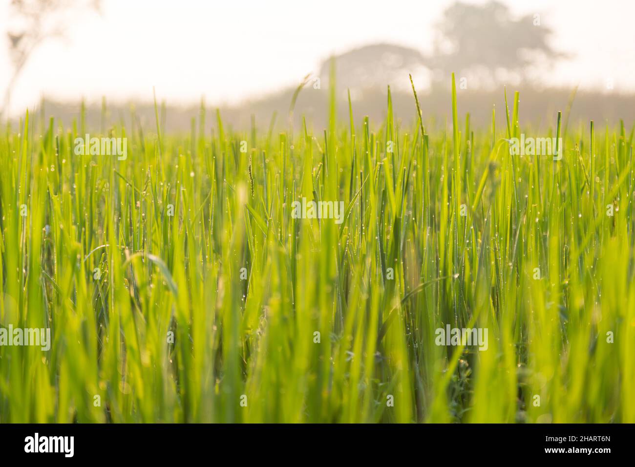 Green wheat field with morning light background Stock Photo - Alamy
