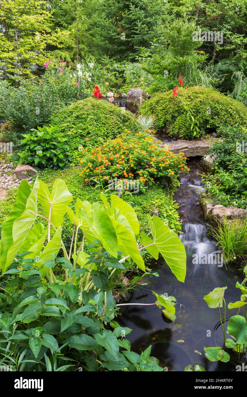 Colocasia - Taro in pond with cascading waterfall bordered by ...
