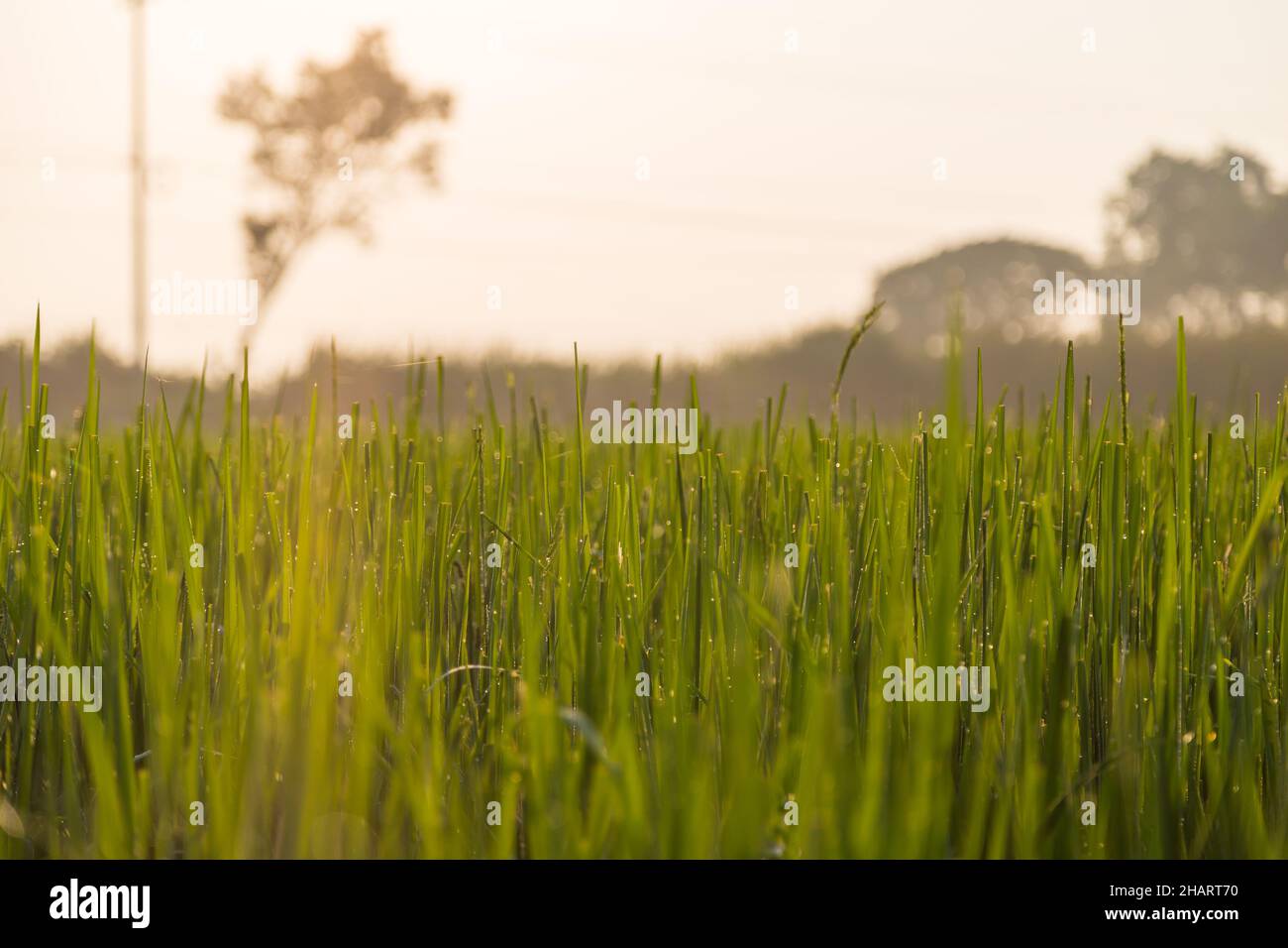 Green wheat field with morning light background Stock Photo - Alamy