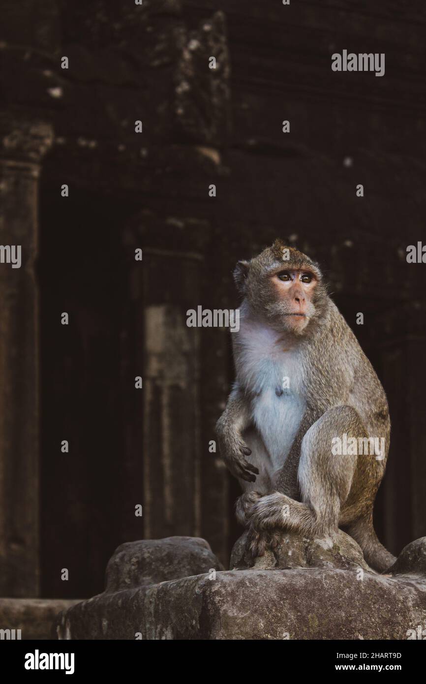 Vertical shot of a monkey on a stone Stock Photo - Alamy