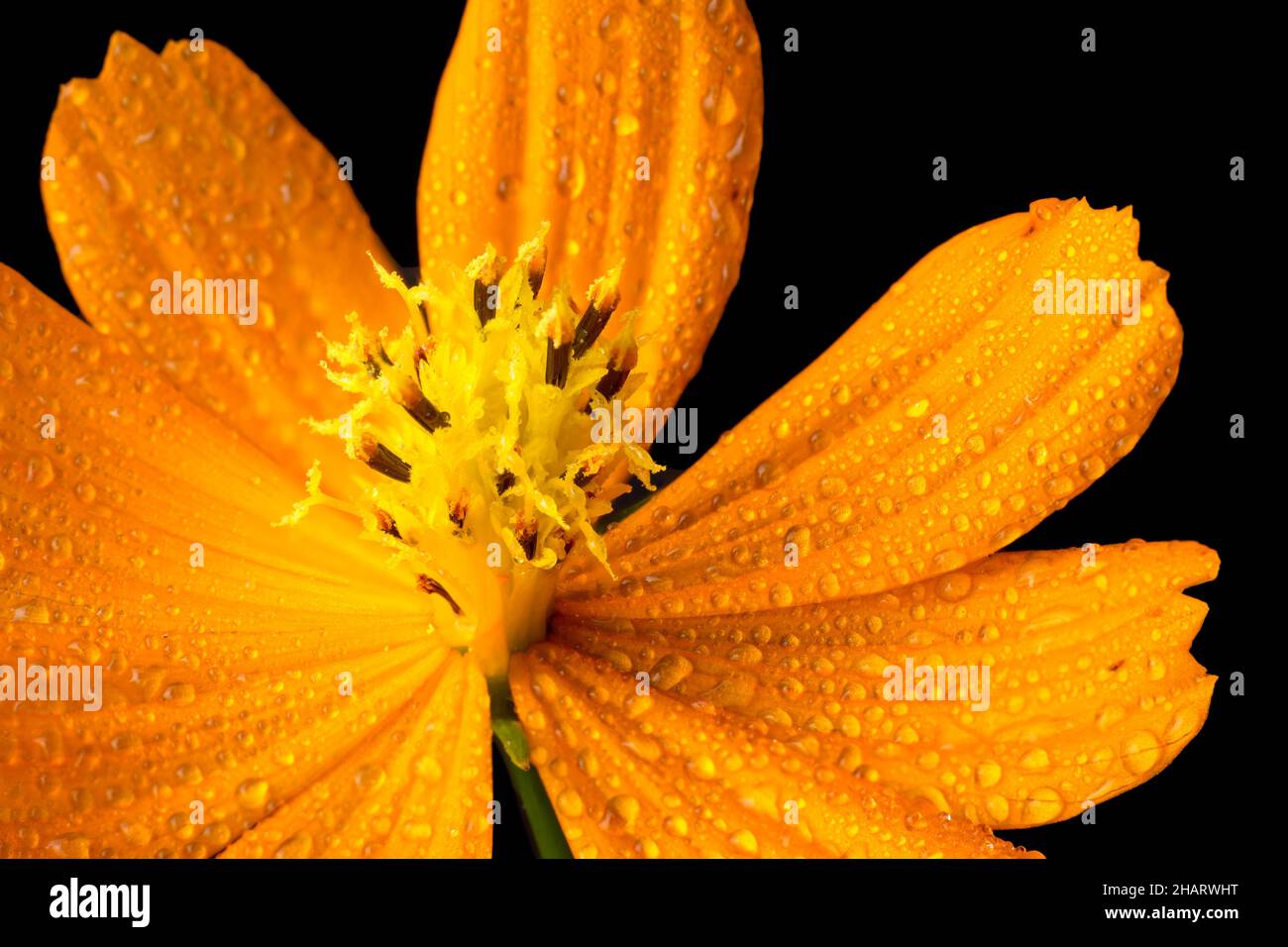coreopsis, often called calliopsis or tickseed closeup macro, bright ...