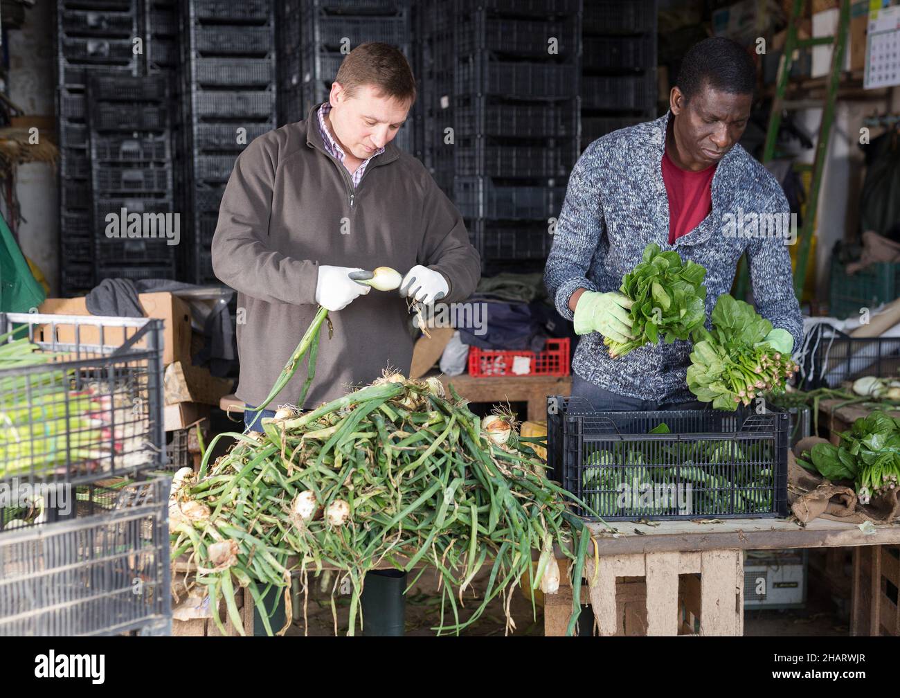 Workers sorting harvested vegetables Stock Photo - Alamy