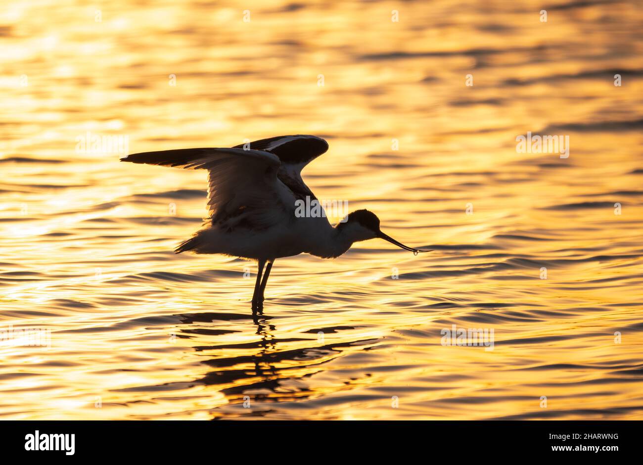 Water bird pied avocet, Recurvirostra avosetta, standing in the water ...
