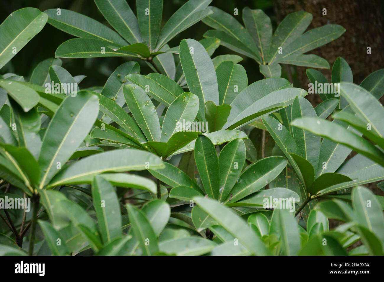 Alstonia scholaris (also called blackboard tree, devil's tree, pule ...