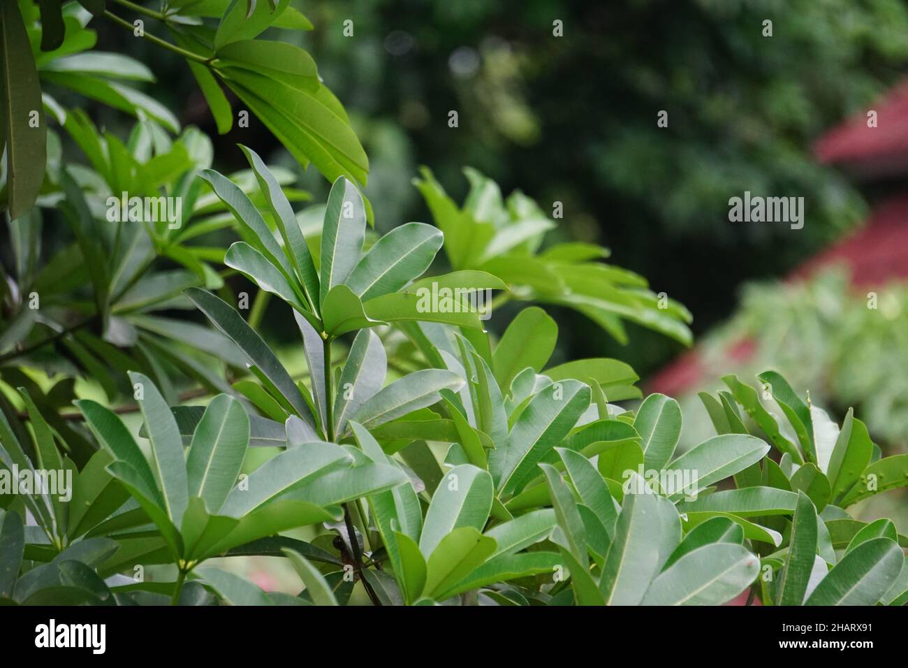 Alstonia scholaris (also called blackboard tree, devil's tree, pule ...
