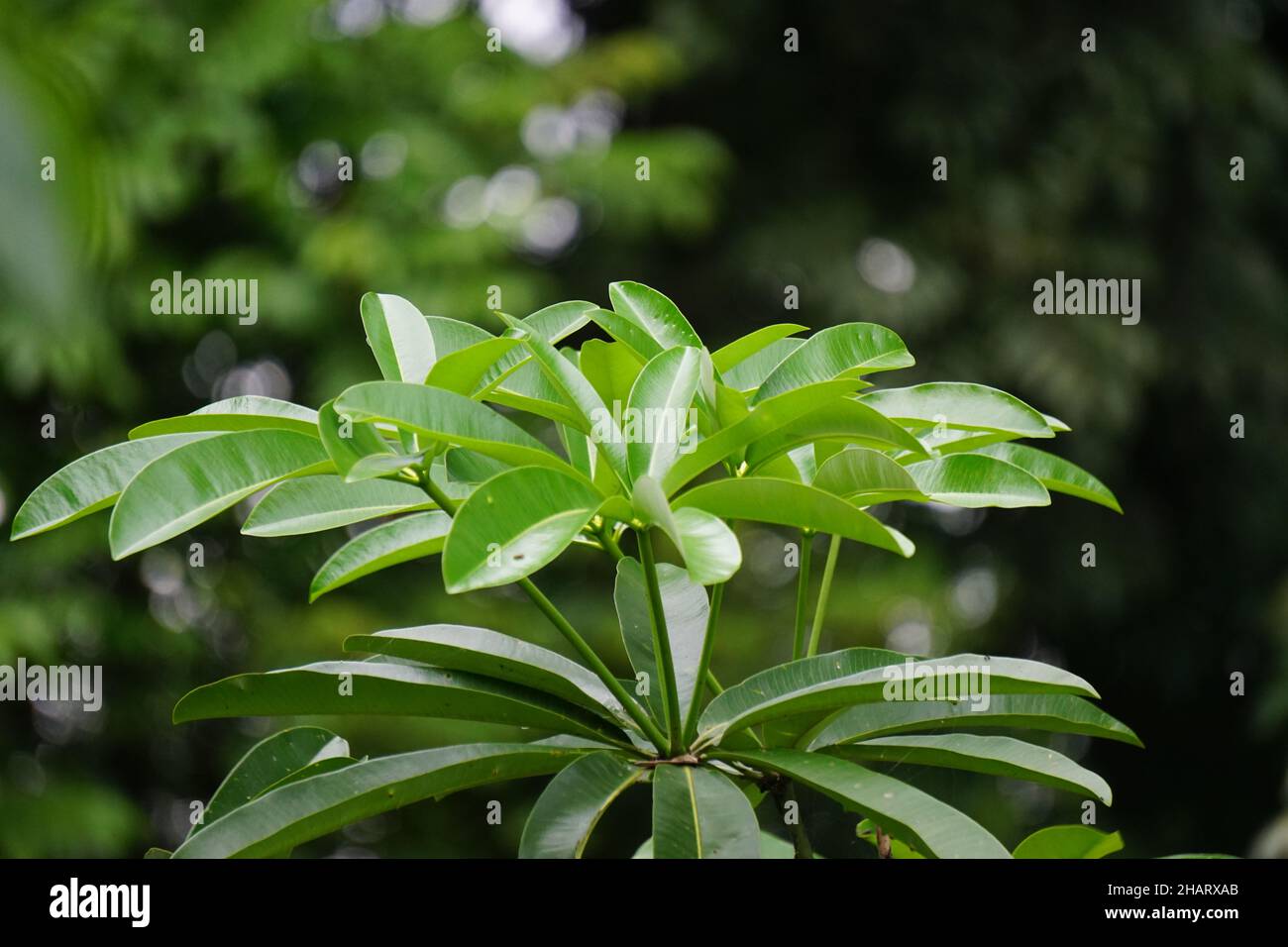 Alstonia scholaris (also called blackboard tree, devil's tree, pule ...
