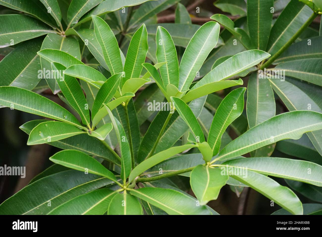 Alstonia scholaris (also called blackboard tree, devil's tree, pule ...