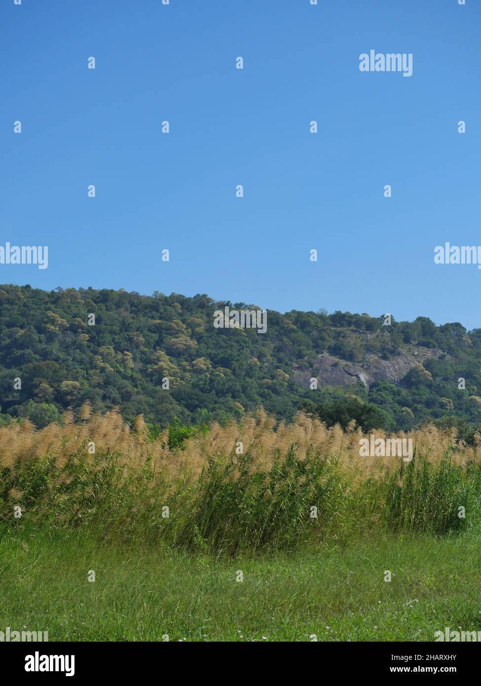 Group of Reed tree plant in field in mountain valley and blue sky in ...