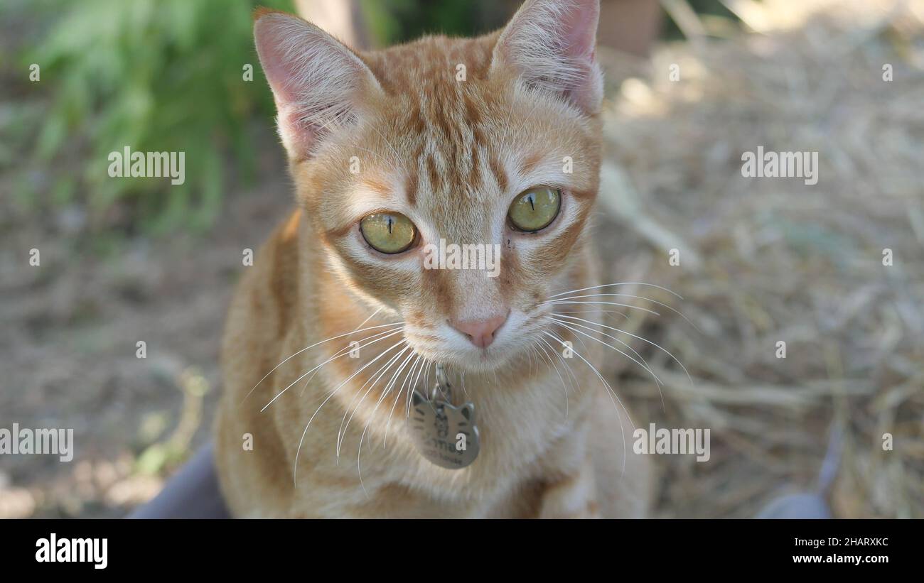 Orange color tabby cat resting and looking up on yellow bale of straw ...