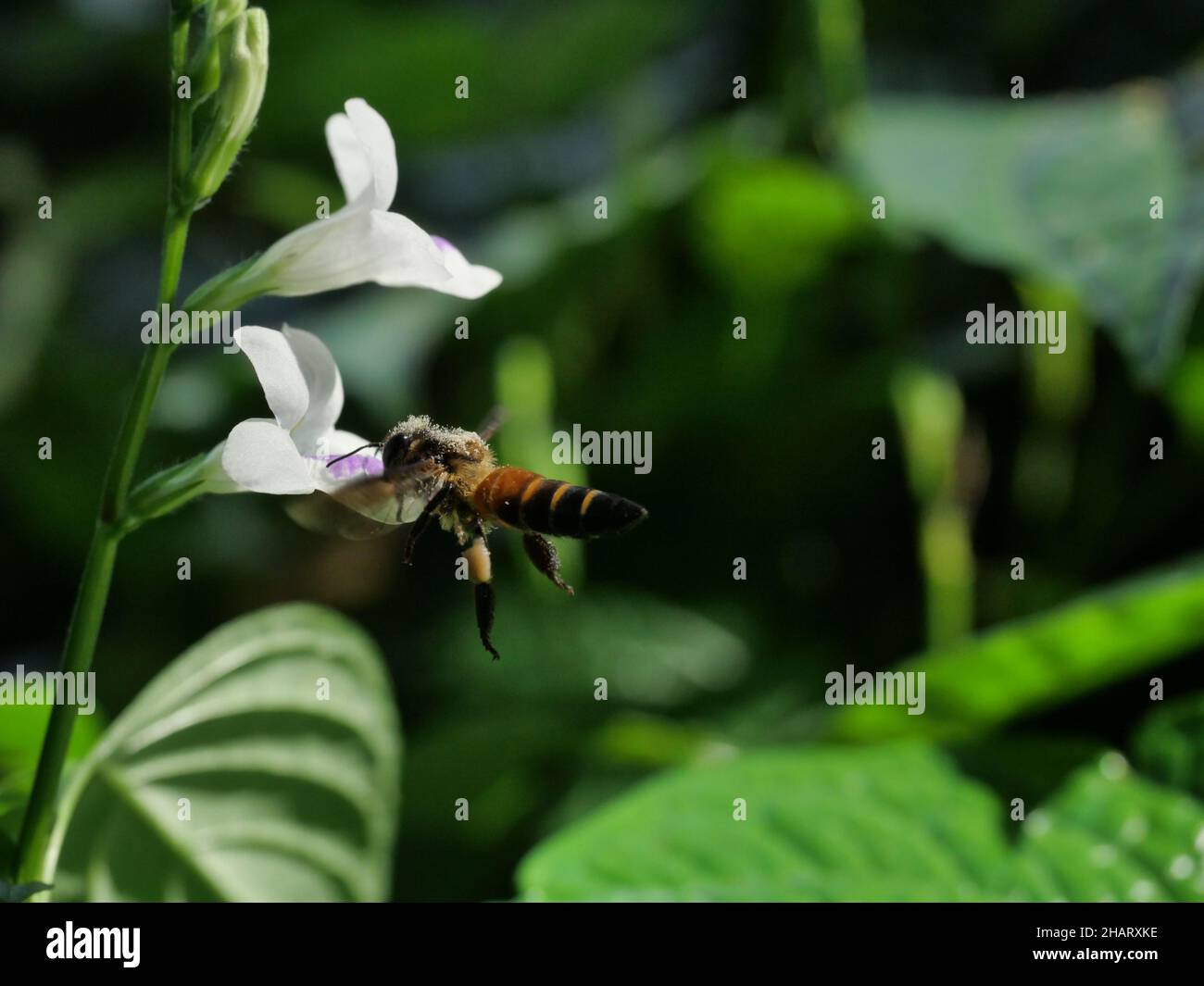 Giant honey bee seeking nectar on white Chinese violet or coromandel or ...