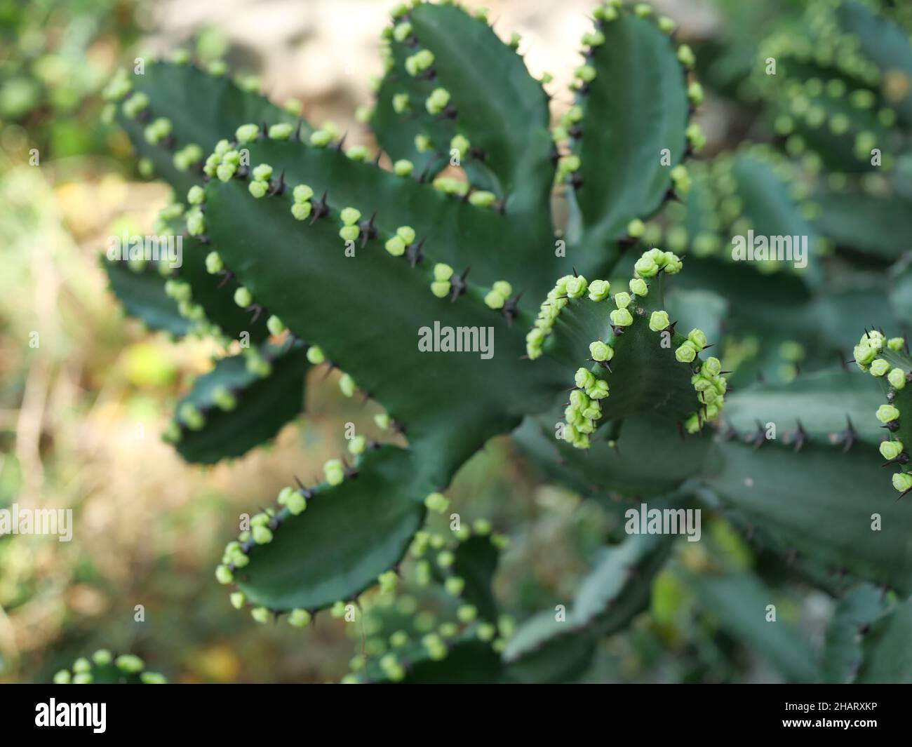 Cactus plant flower hi-res stock photography and images - Alamy
