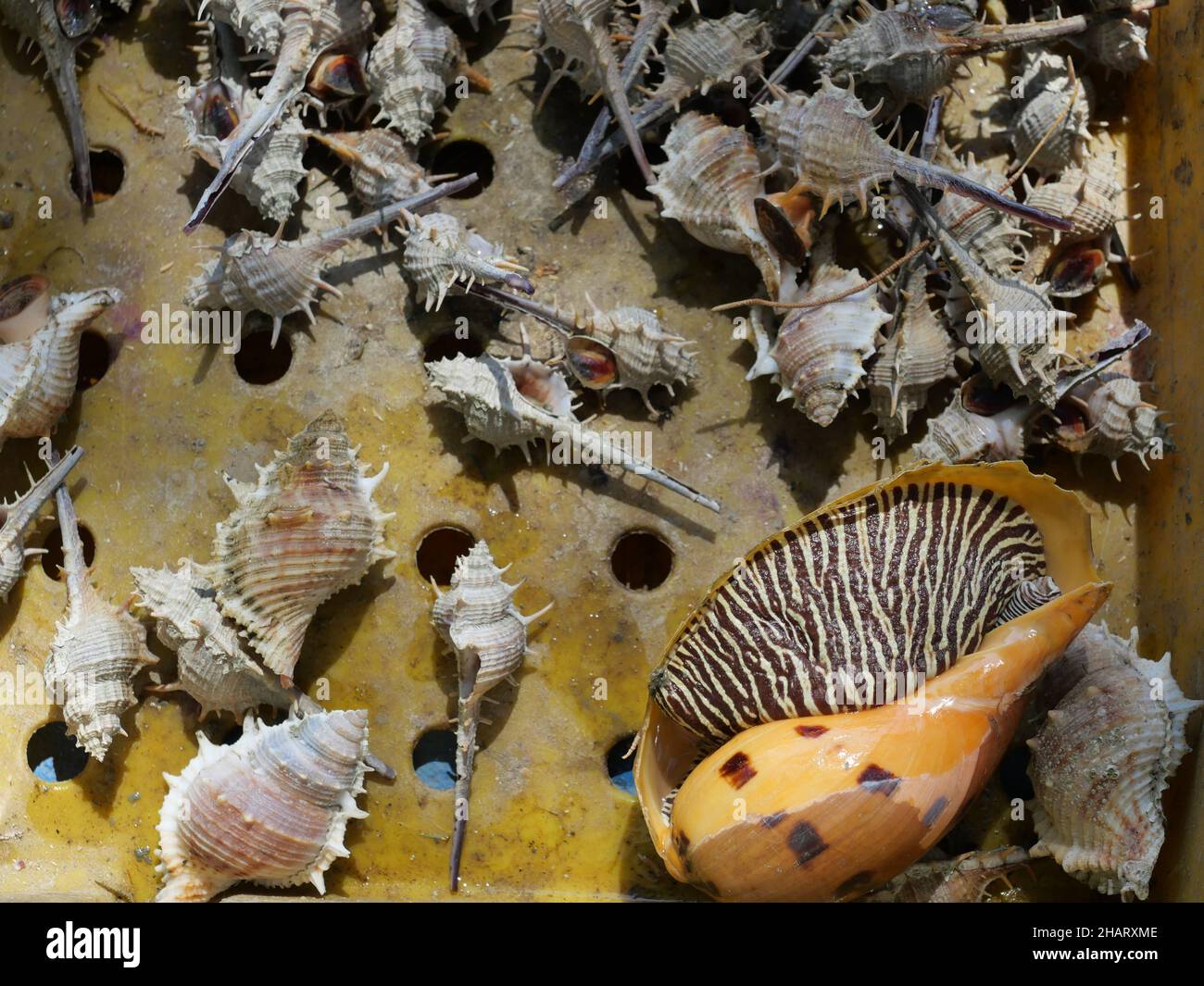 Conch shell and group of murex trapa shells ( stout spine murex ) in ...