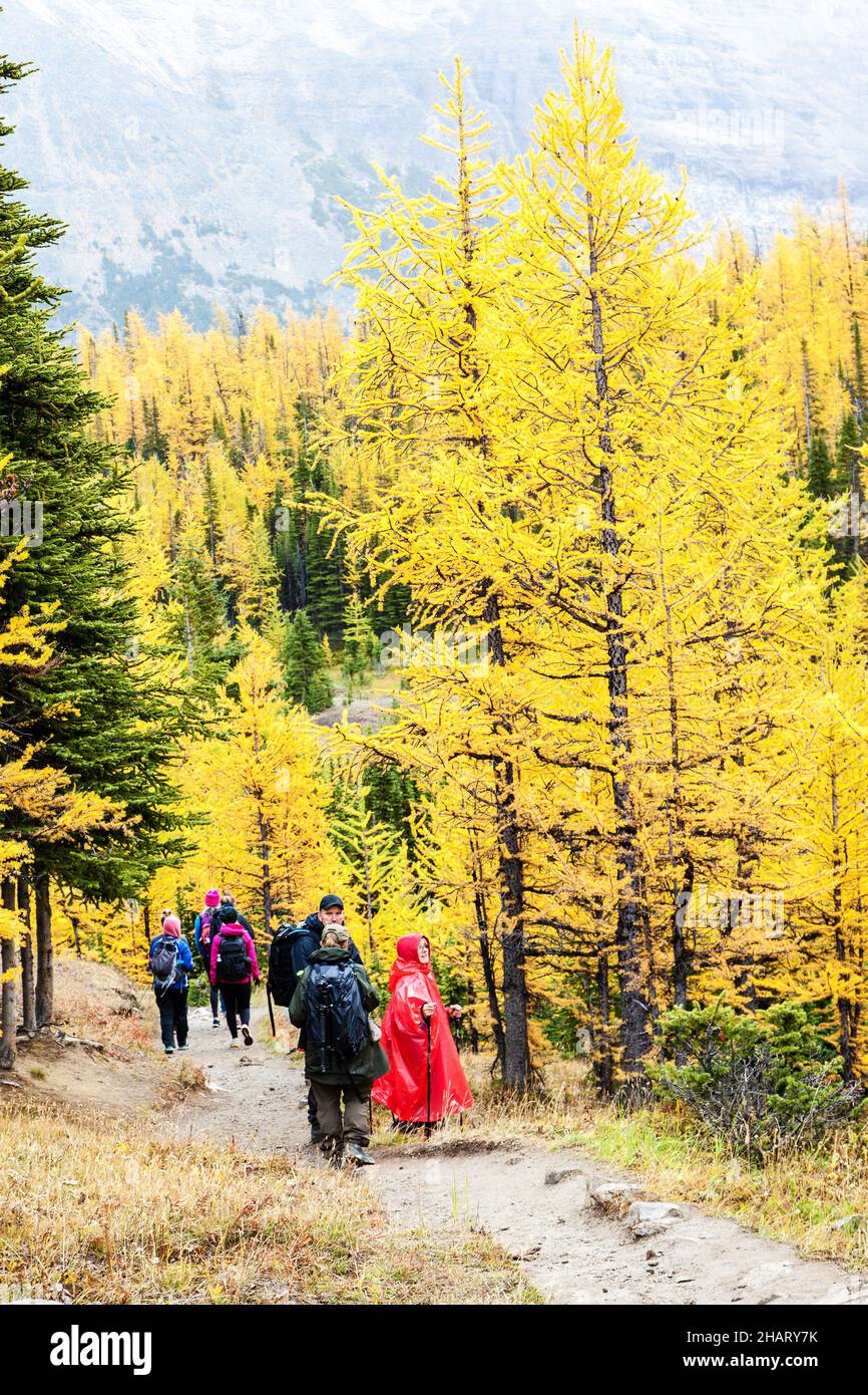 LAKE LOUISE, CANADA - SEPT. 17, 2016: Hikers enjoying the golden larch ...