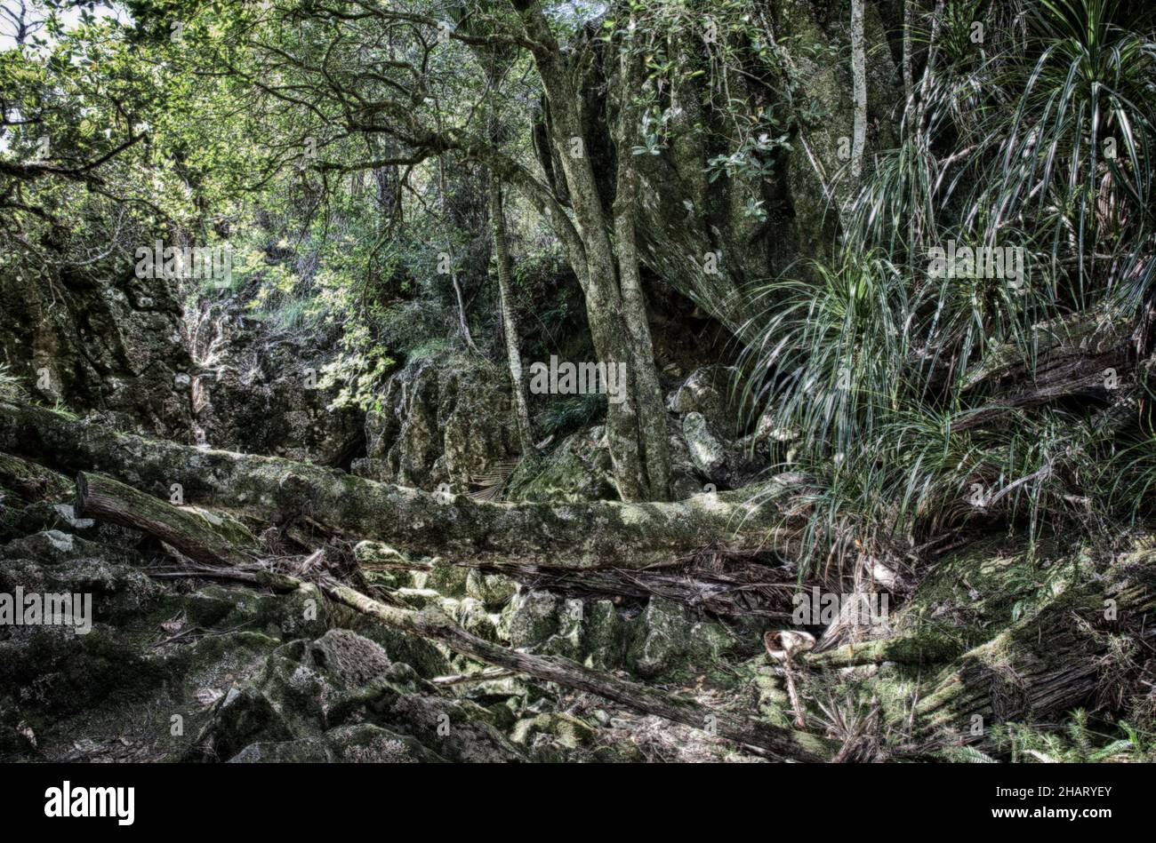 Fallen trees hi-res stock photography and images - Alamy