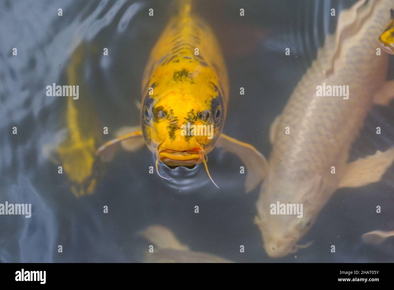 Close-up of face Colorful Koi fish swimming in a water pond Stock Photo ...