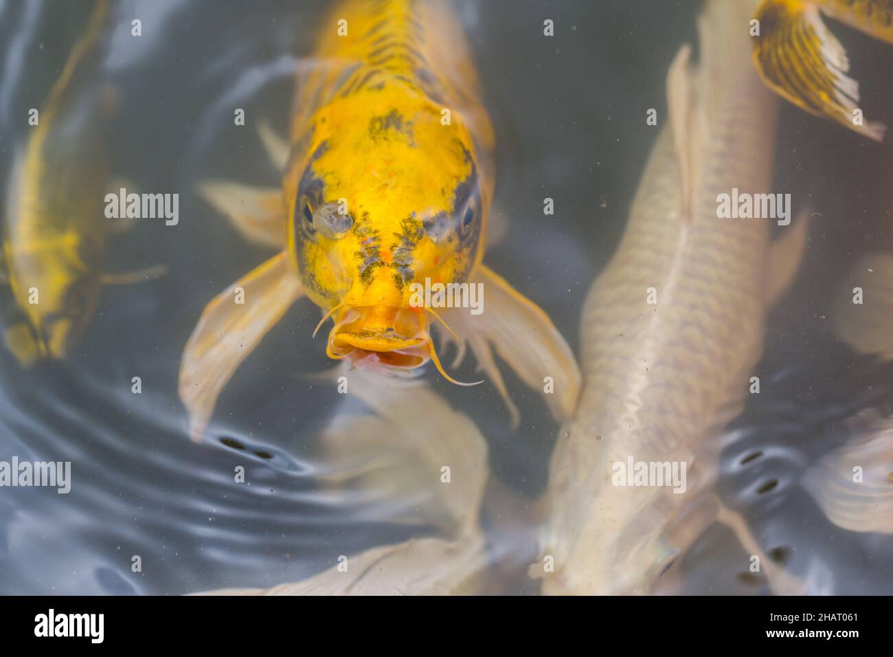 Close-up of face Colorful Koi fish swimming in a water pond Stock Photo ...