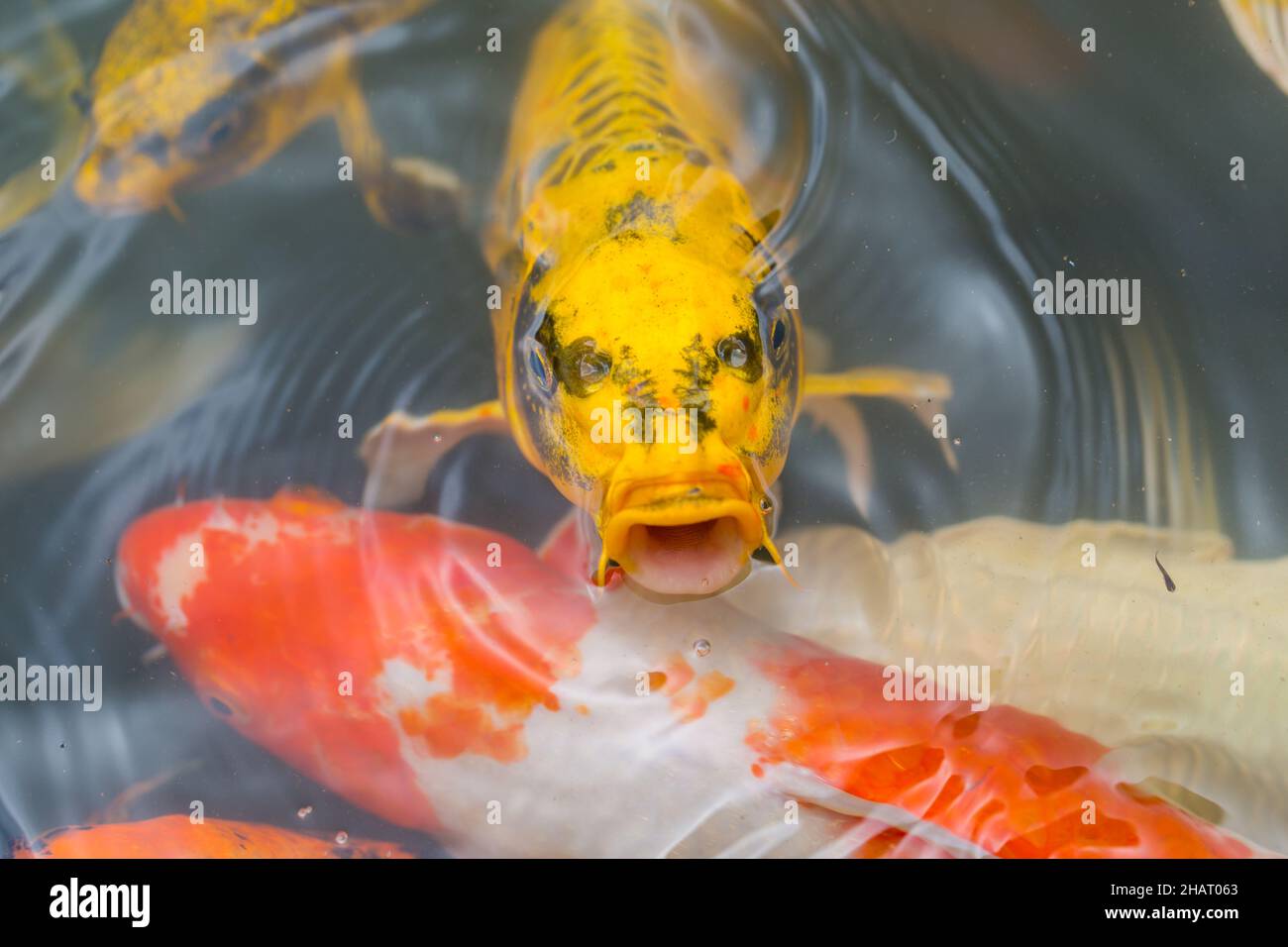 Close-up of face Colorful Koi fish swimming in a water pond Stock Photo ...