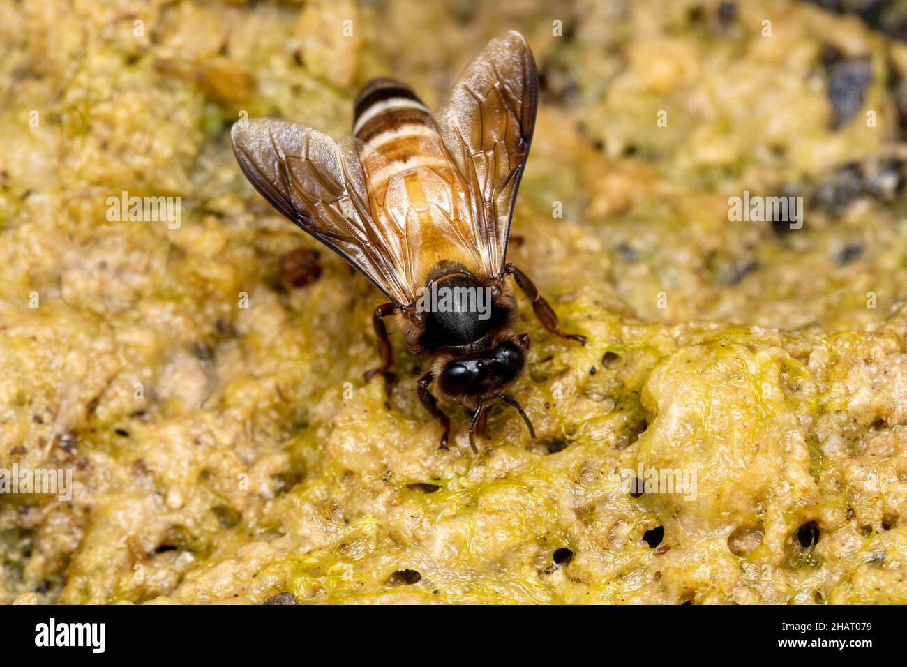 Giant honey bee (apis dorsata) hi-res stock photography and images - Alamy