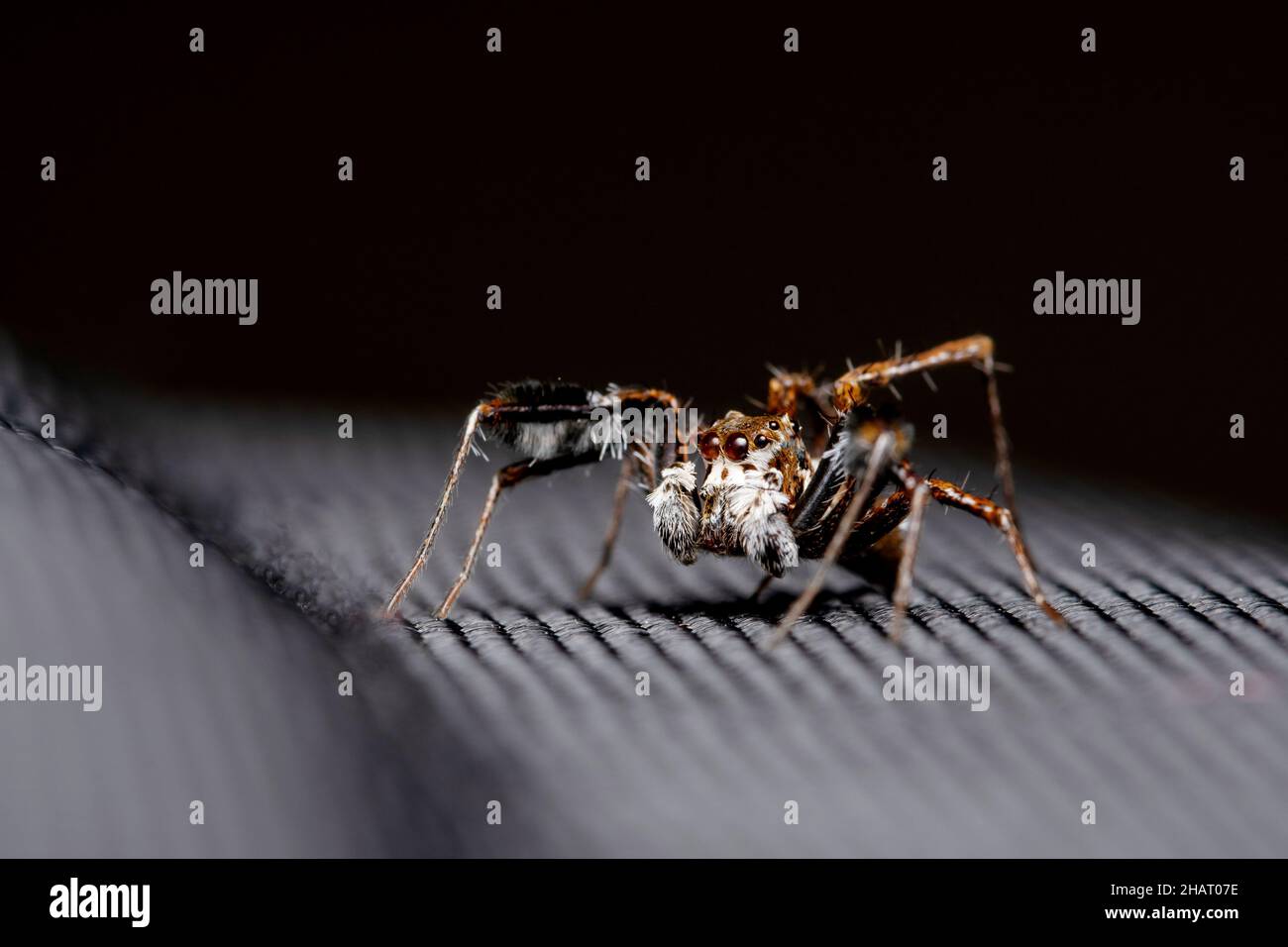 Jumping spider, Portia fimbriata, Salticidae, Satara, Maharashtra ...