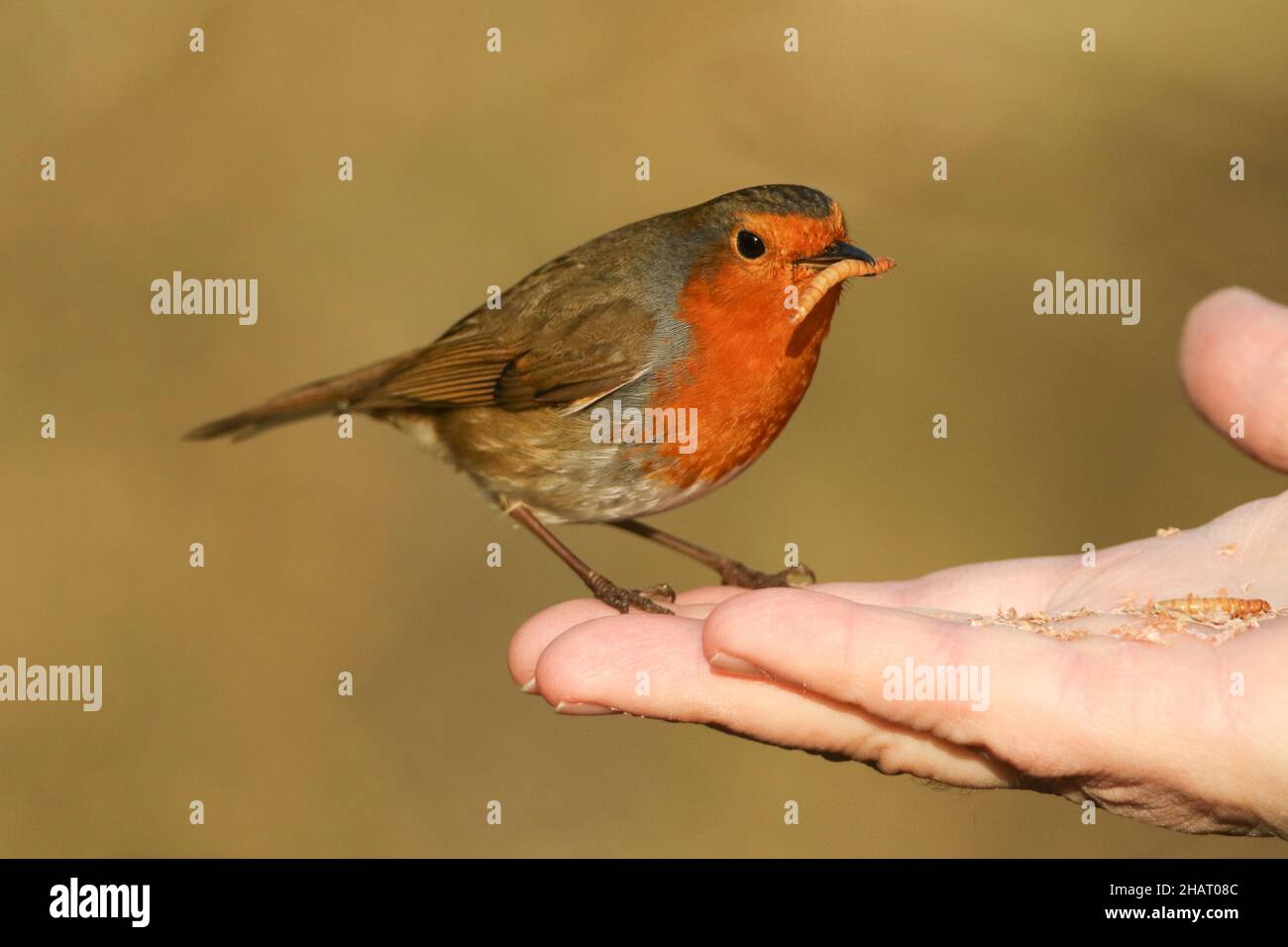 Robin hand feeding hi-res stock photography and images - Alamy