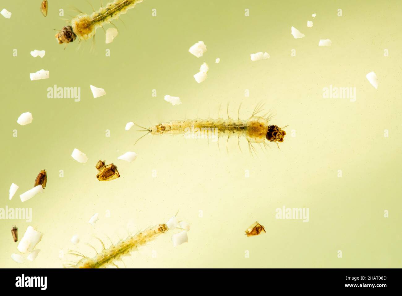 Larvae of Mosquitoe, Culex quinquefasciatus, Satara, Maharashtra, India ...
