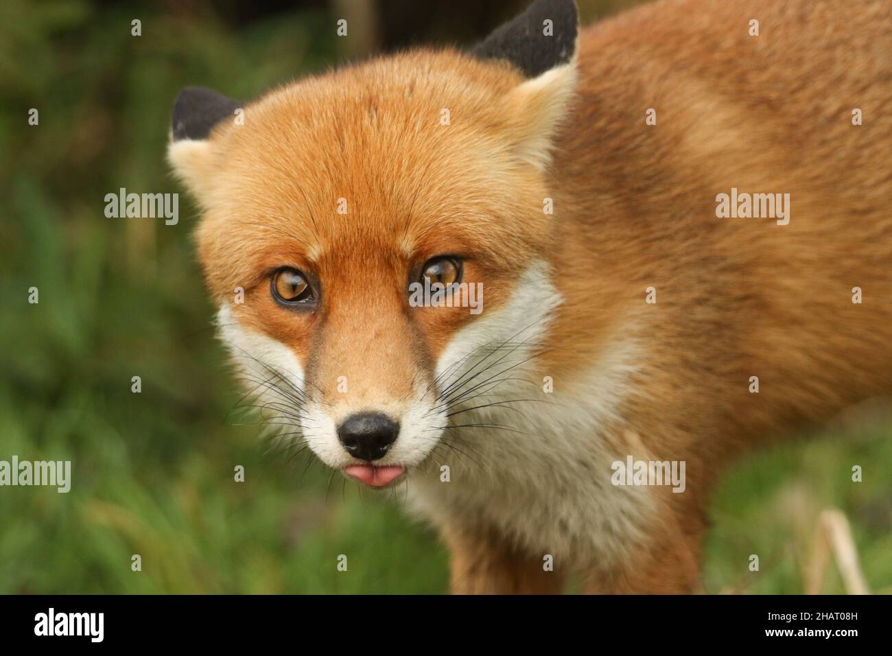 A Red Fox, Vulpes vulpes, poking out its tongue Stock Photo - Alamy