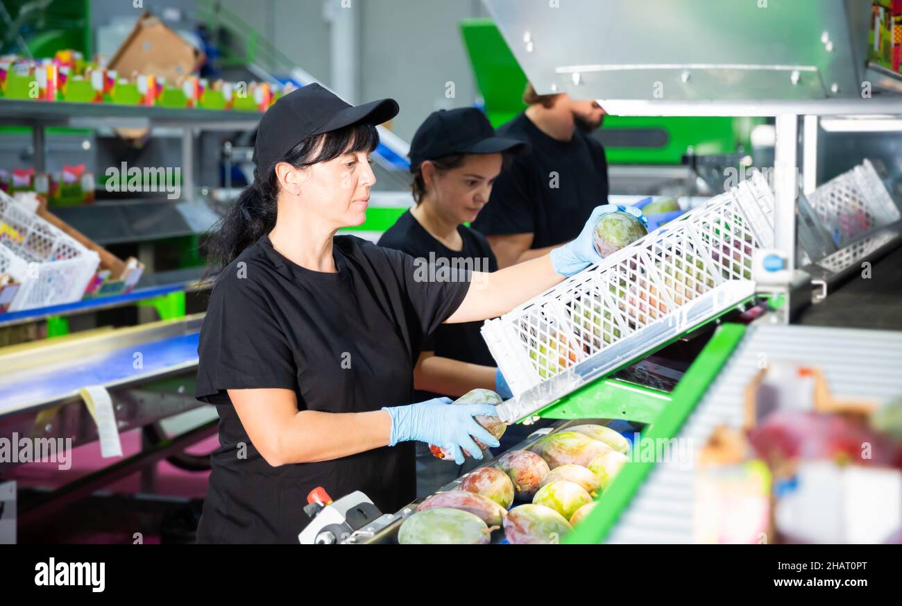 People sorting mango at fruits production facility Stock Photo - Alamy