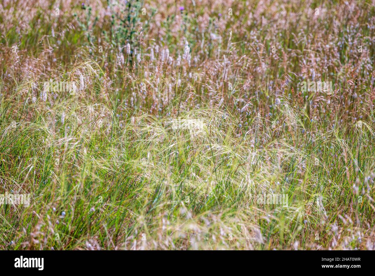 Curved stems hi-res stock photography and images - Alamy