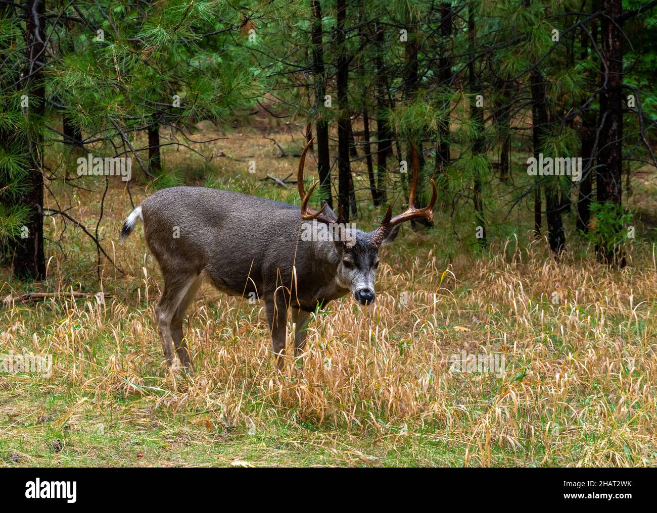 Large Muscular Male Deer Hiding in the Forest Stock Photo - Alamy