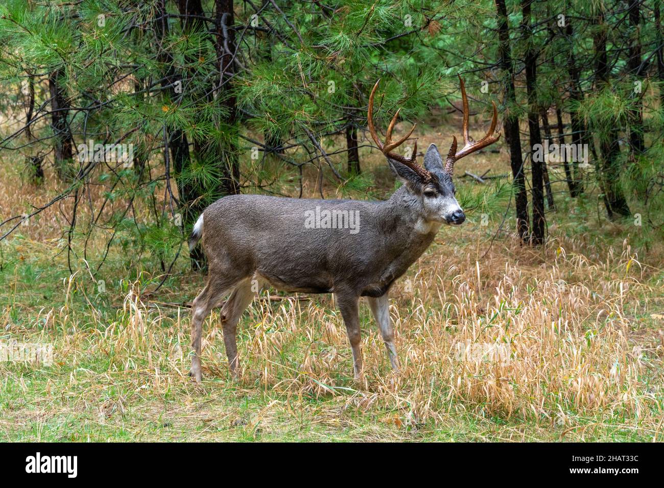 Side View of Large Male Deer in Yosemite Park with Wet Conditions Stock ...